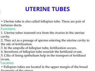 OVARIES and fallopian tube anatomy and ohysiology | PPTX
