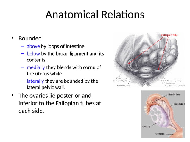 OVARIES and fallopian tube anatomy and ohysiology | PPTX