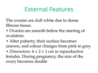 OVARIES and fallopian tube anatomy and ohysiology | PPTX