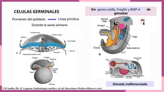 MORFOLOGIA DE OVARIO, ANATOMIA, HISTOLOGIA, .pptx