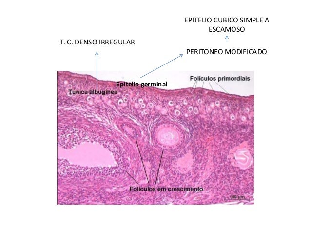 REPRODUCTOR FEMENINO- OVARIOS (HISTOLOGÍA)