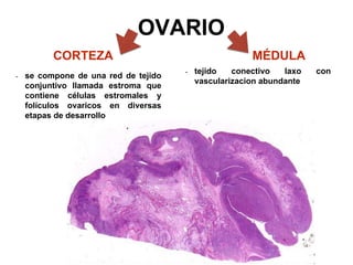 HISTOLOGIA DE OVARIO | PPTX