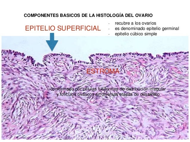 HISTOLOGIA DE OVARIO