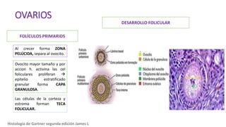 MORFOLOGIA DE LOS OVARIOS.pptx