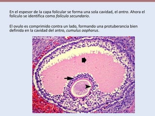 Ovario y Folículos Ováricos - Histología | PPTX