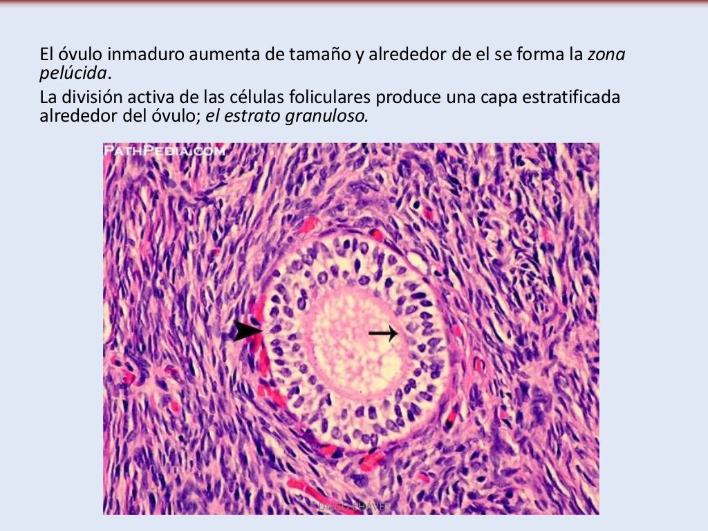 Ovario y Folículos Ováricos - Histología