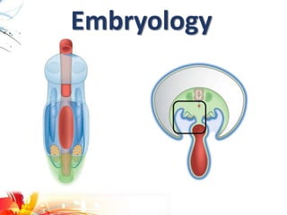 ovary - Anatomy, histology and embryological development of ovary | PPTX
