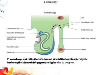 ovary - Anatomy, histology and embryological development of ovary | PPTX