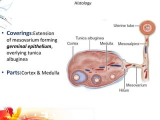 ovary - Anatomy, histology and embryological development of ovary | PPTX