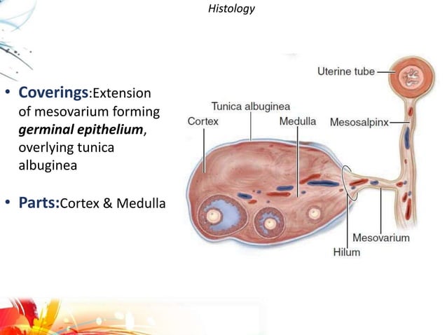 ovary - Anatomy, histology and embryological development of ovary ...