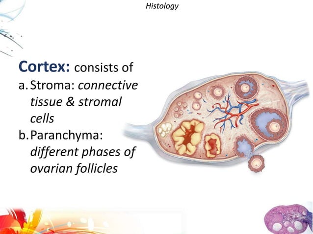 ovary - Anatomy, histology and embryological development of ovary ...