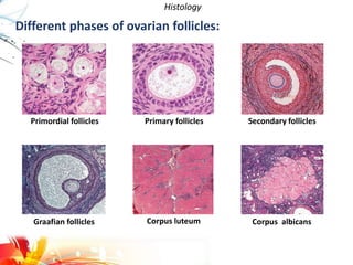 ovary - Anatomy, histology and embryological development of ovary | PPTX