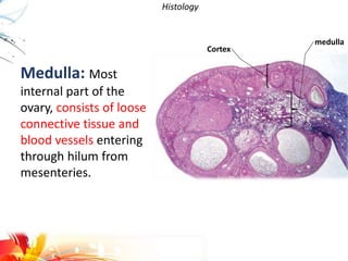 ovary - Anatomy, histology and embryological development of ovary | PPTX