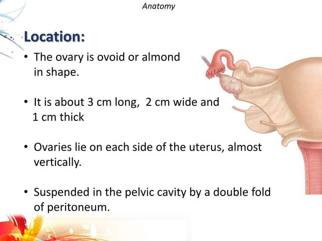 ovary - Anatomy, histology and embryological development of ovary ...
