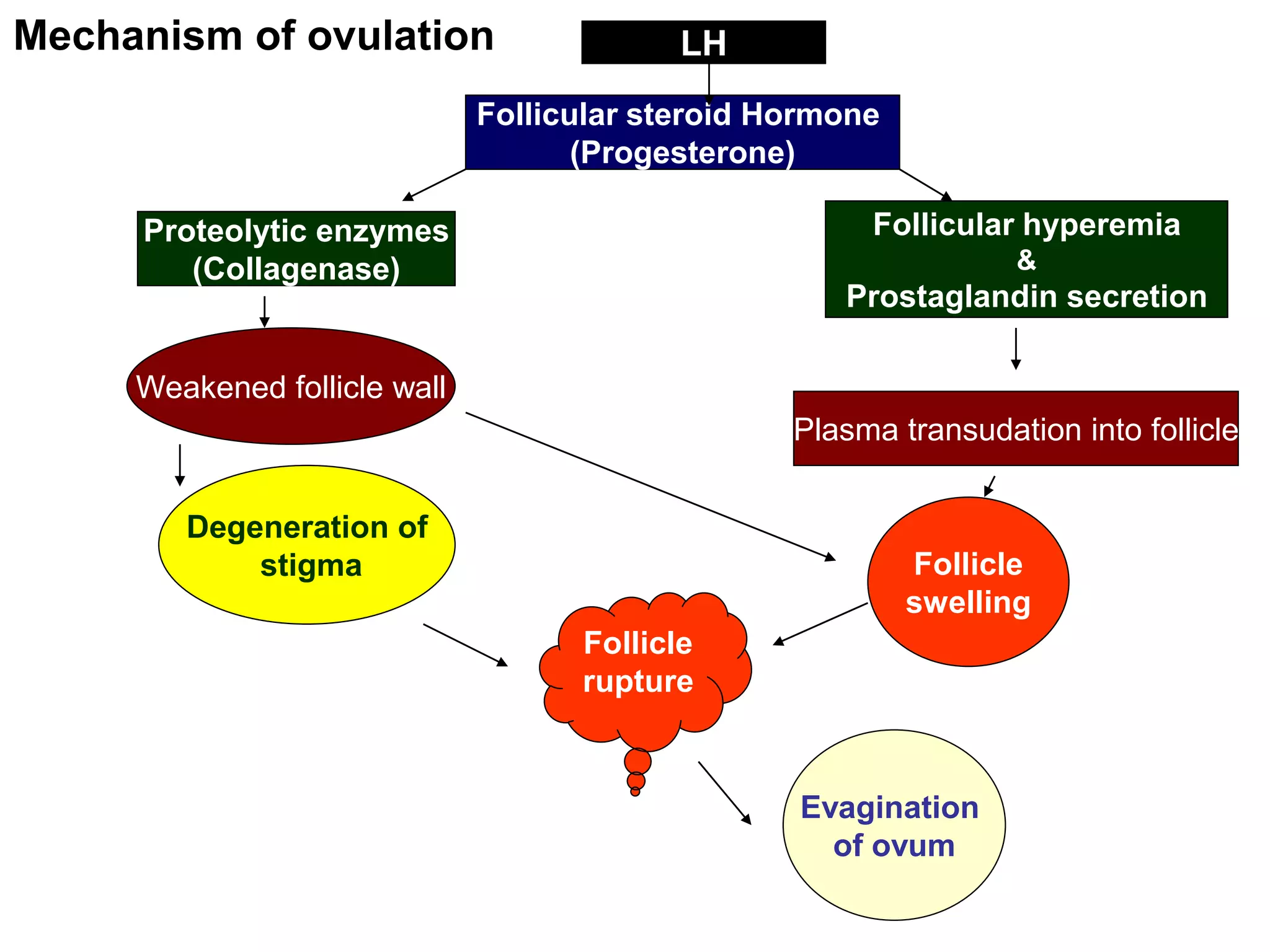 Ovary: Structure and hormonal regulation | PDF