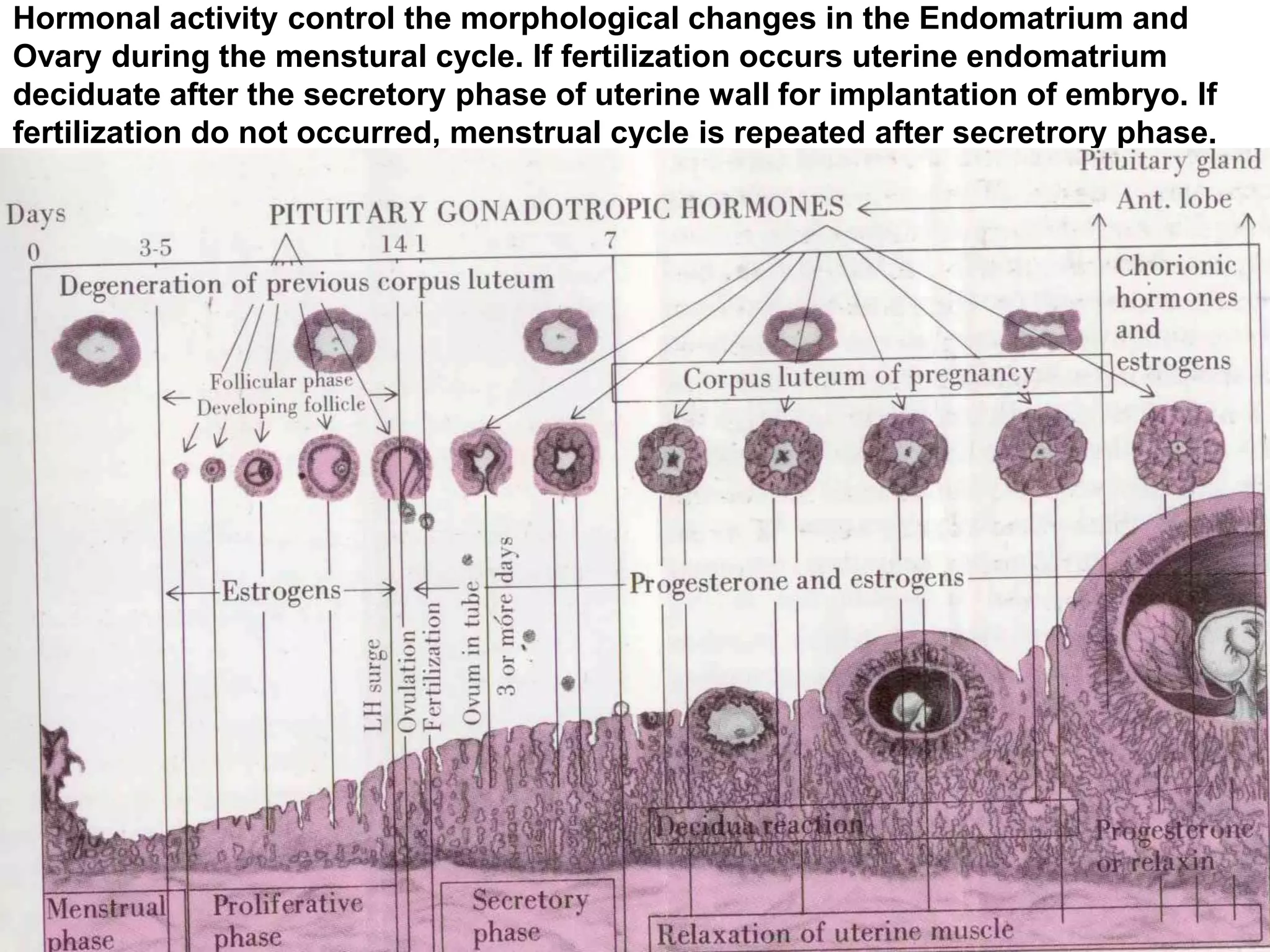 Ovary: Structure and hormonal regulation | PDF