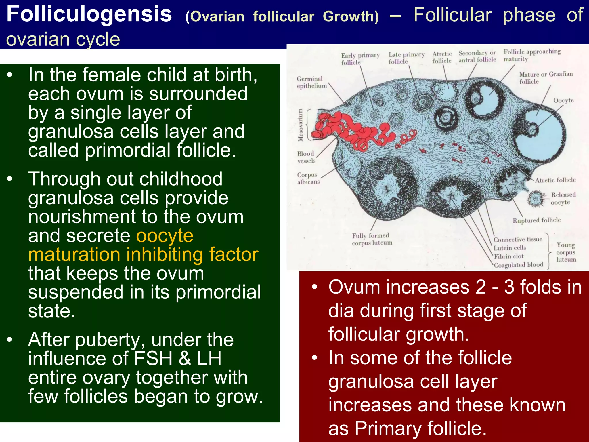 Ovary: Structure and hormonal regulation | PDF