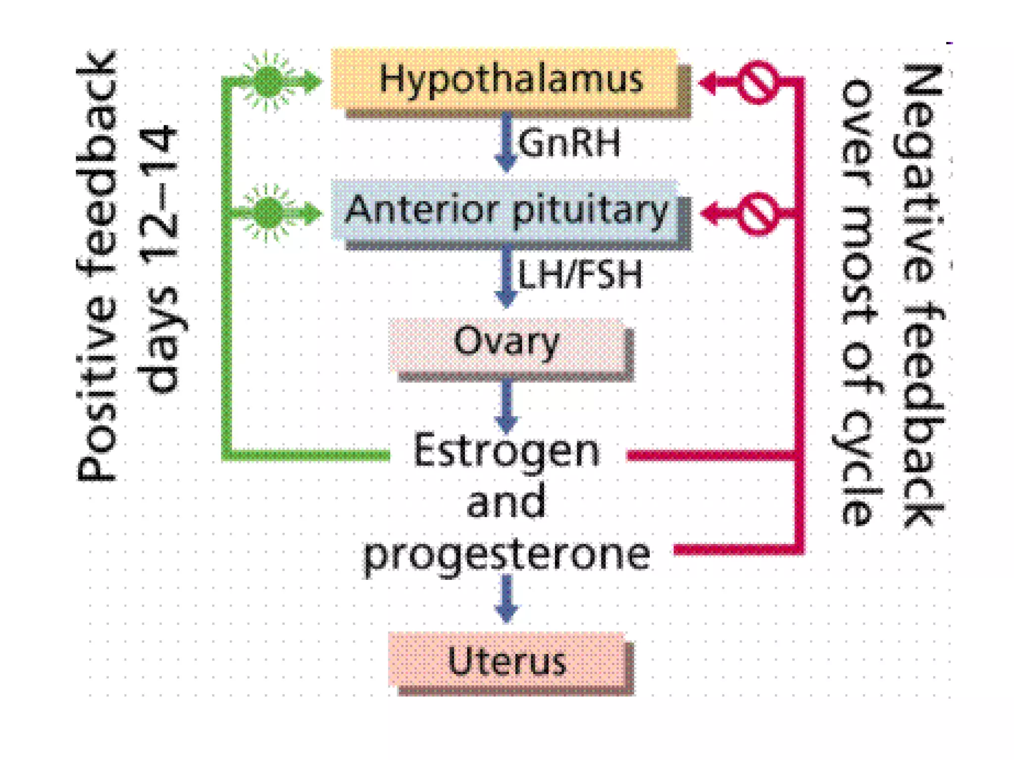 Ovary: Structure and hormonal regulation | PDF