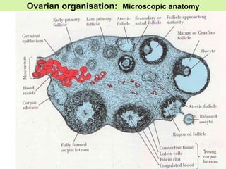 Ovaries Structure