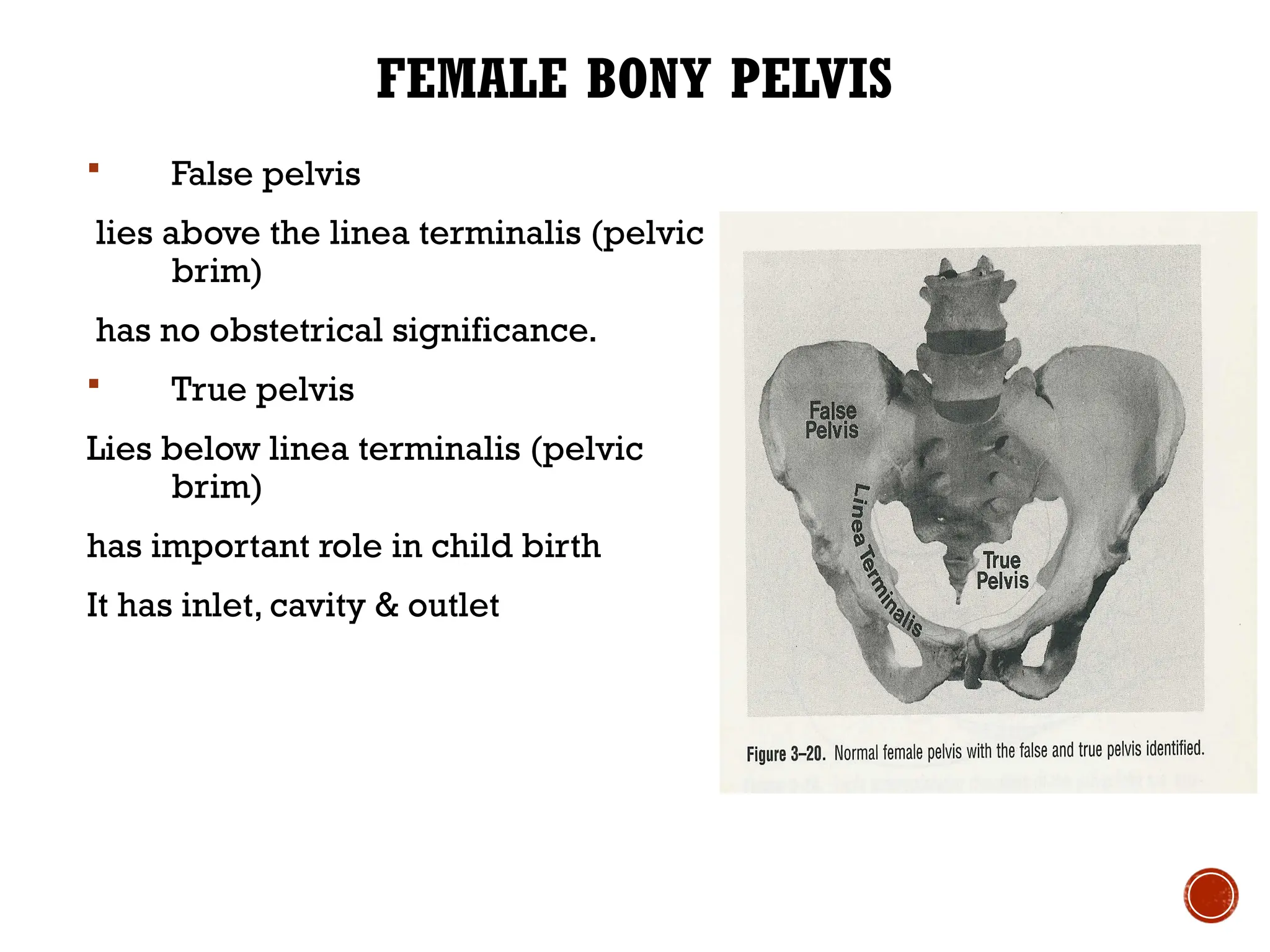ovary and testesAbout anatomy and histology | PPTX
