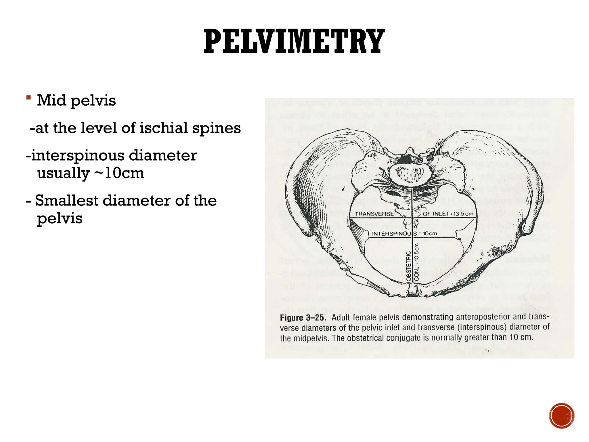 ovary and testesAbout anatomy and histology | PPTX