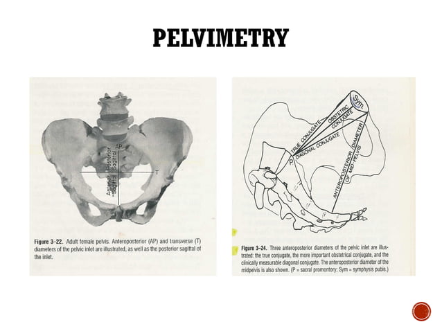 ovary and testesAbout anatomy and histology | PPT