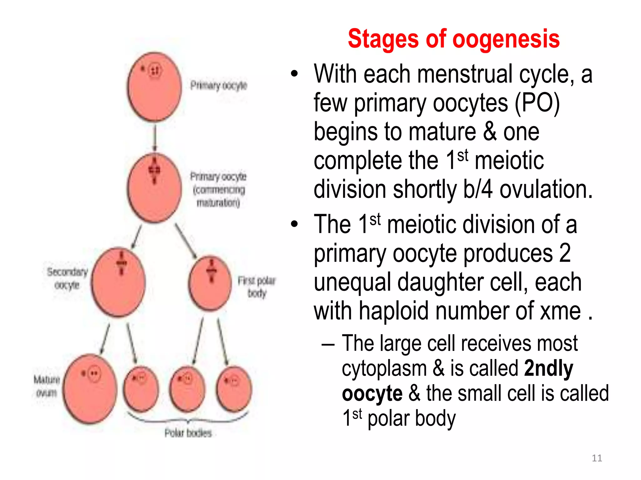 Ovary & Oogenesis.pptx