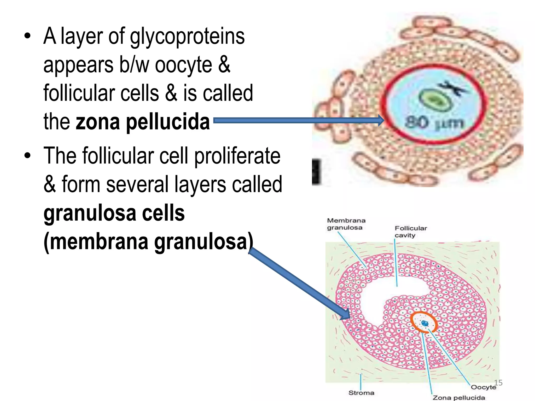 Ovary & Oogenesis.pptx