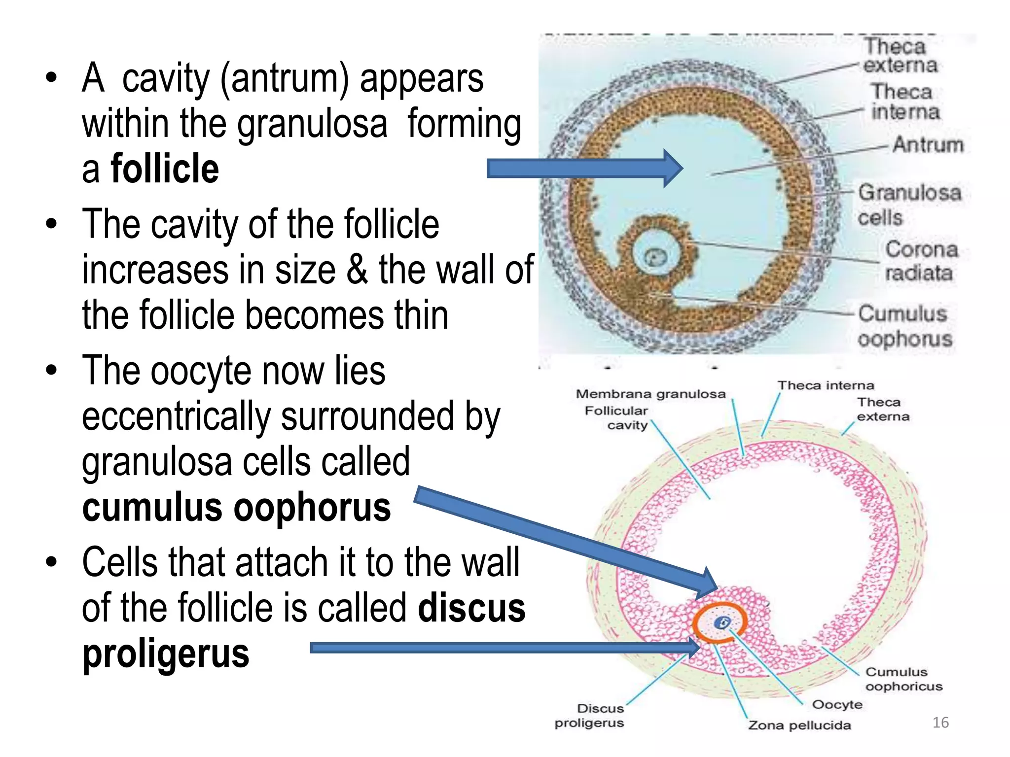 Ovary & Oogenesis.pptx