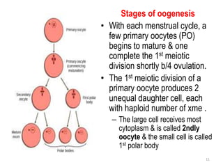 Ovary & Oogenesis.pptx