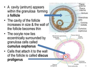 Ovary & Oogenesis.pptx