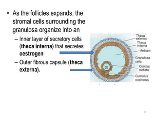 Ovary & Oogenesis.pptx