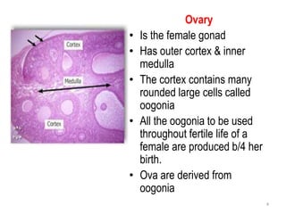 Ovary & Oogenesis.pptx