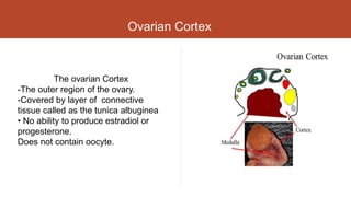 ovary presentation | PPTX