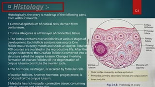 Ovary | PPTX