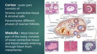 Ovary | PPTX