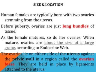 Ovary & testis | PPTX