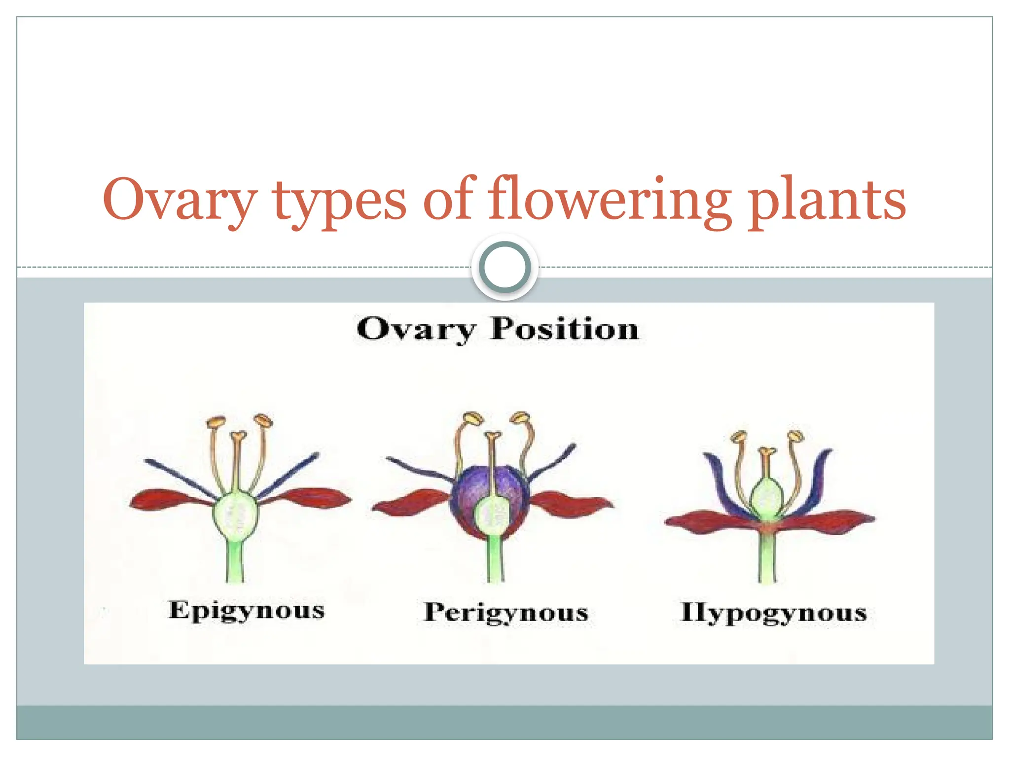 Ovary types of flowering plants......pptx