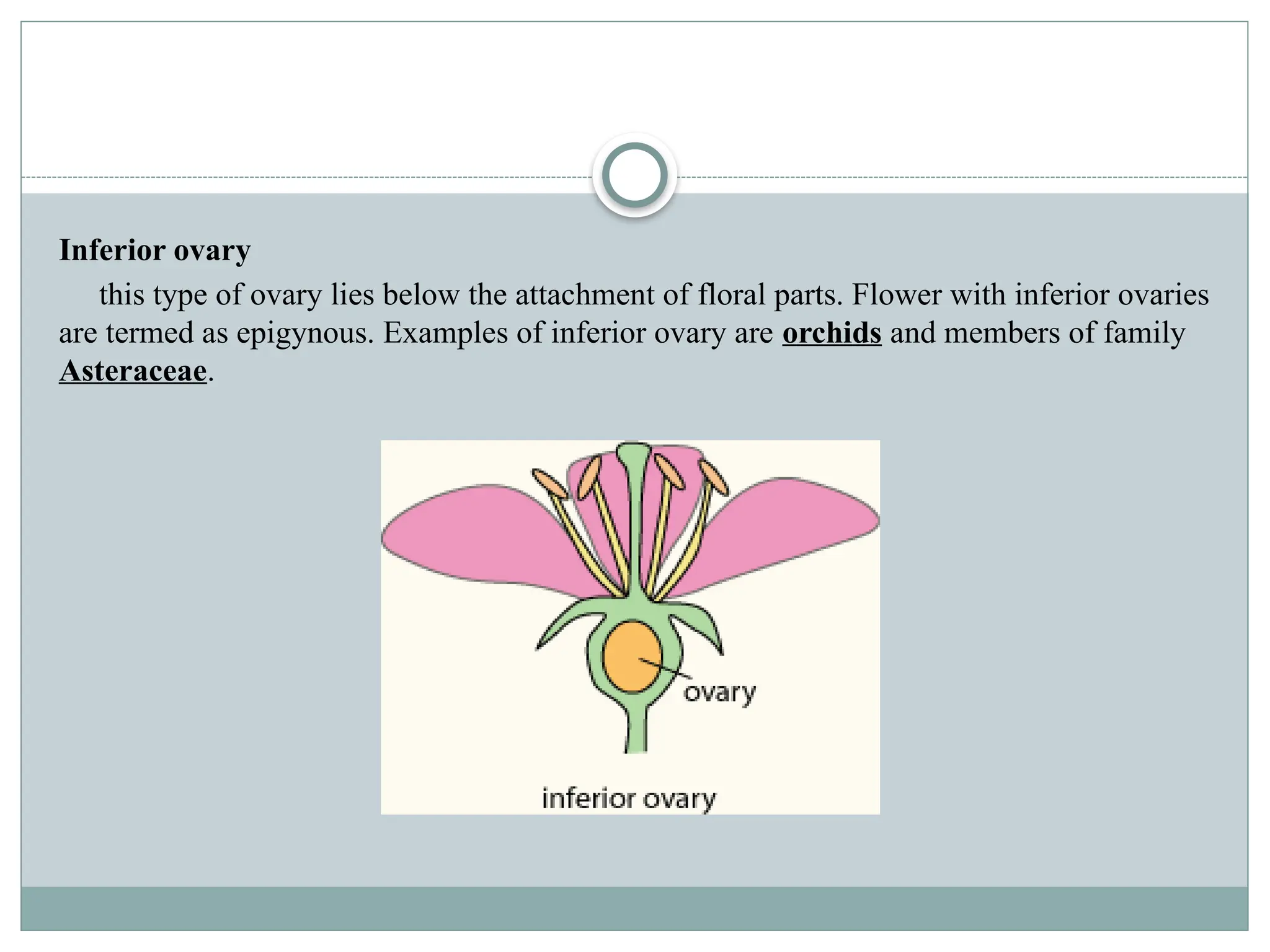 Ovary types of flowering plants......pptx