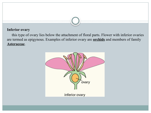 Ovary types of flowering plants......pptx