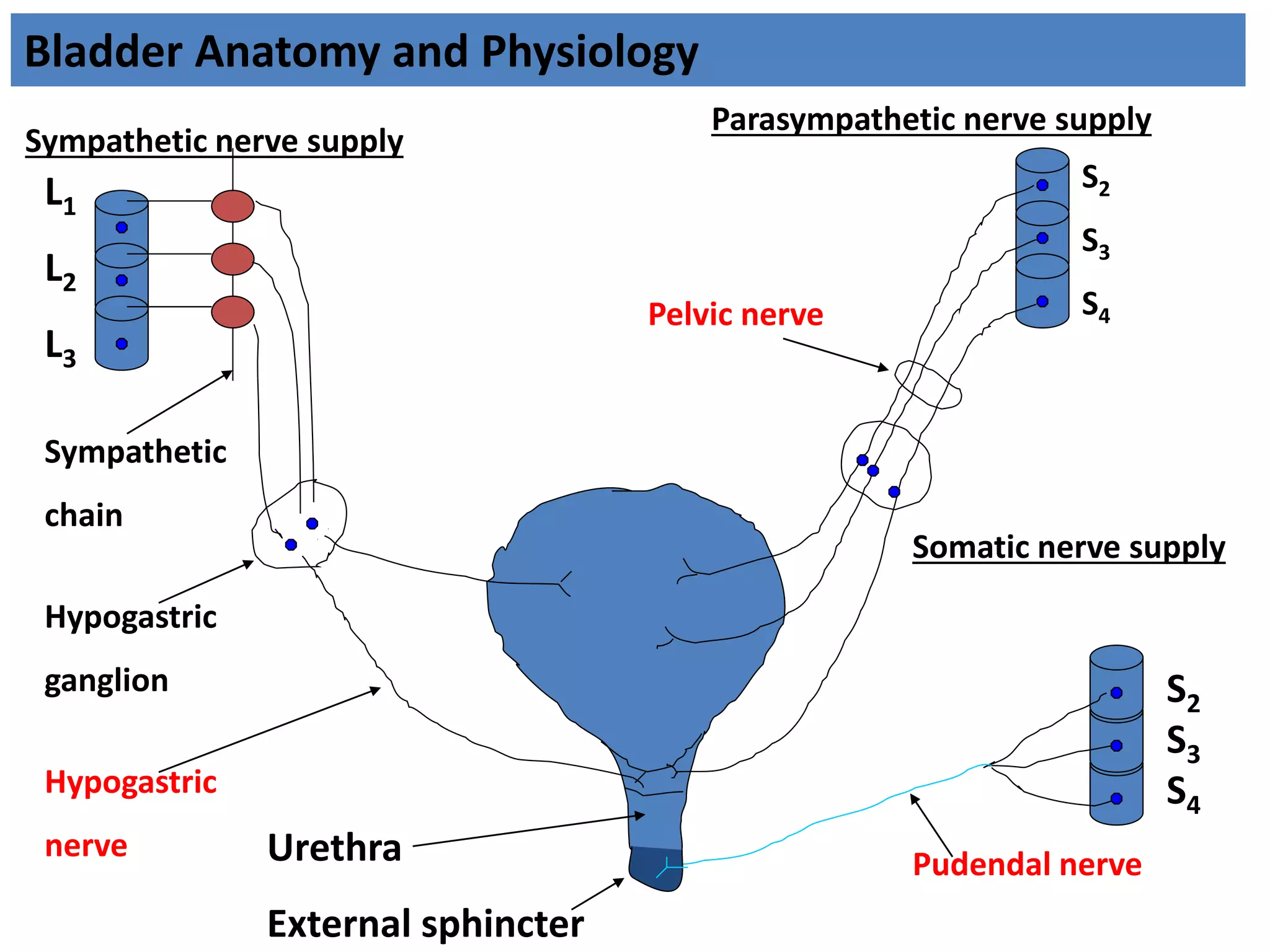 Overactive bladder | PPTX