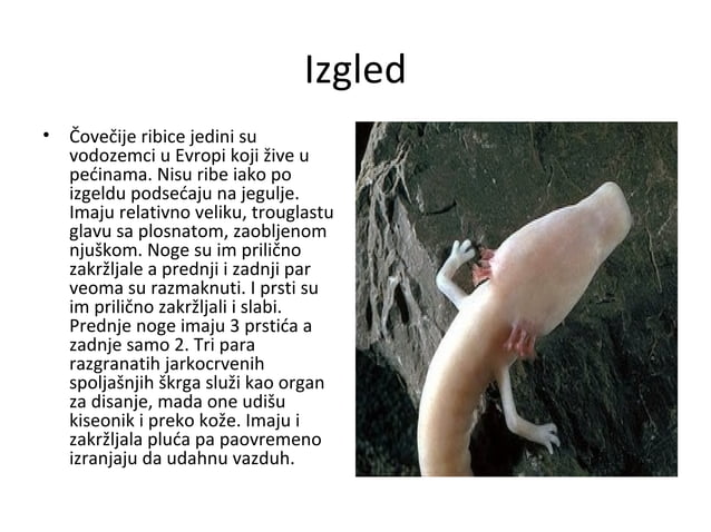 Čovečja ribica | PPT