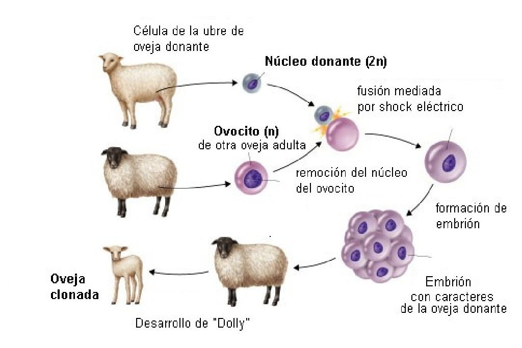 Oveja Dolly Trabajo