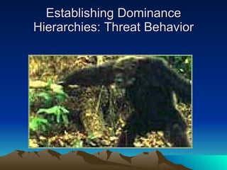 Overcoming Reverse Dominance Hierarchies | PPT