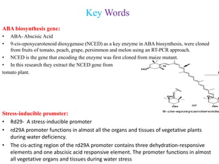 Overexpression of an ABA biosynthesis gene using a stress-inducible ...