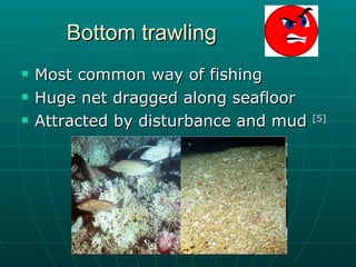 Overfishing | PPT