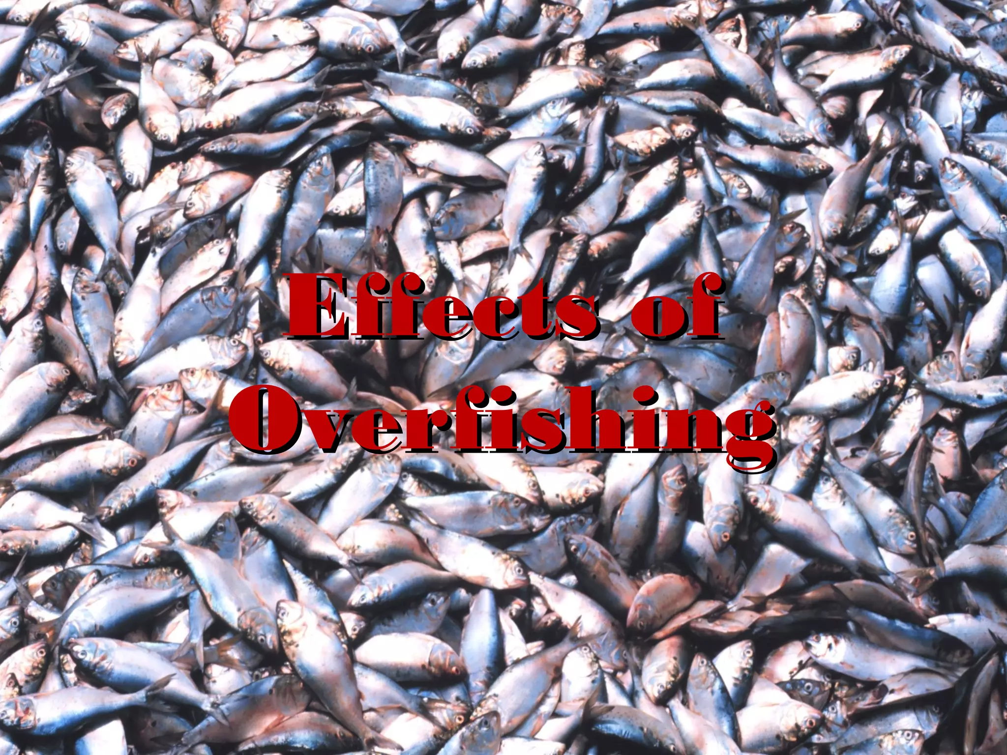Overfishing | PPT