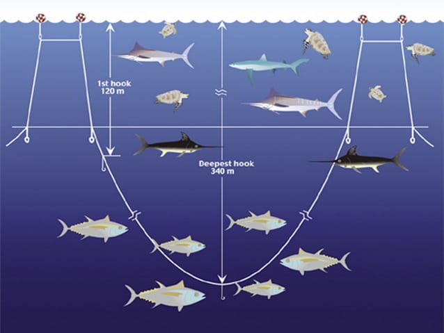 Overfishing | PPT | Fishing Sports | Sports
