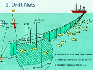 Overfishing | PPT