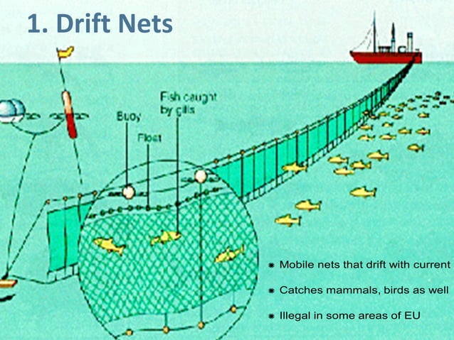 Overfishing | PPT | Fishing Sports | Sports